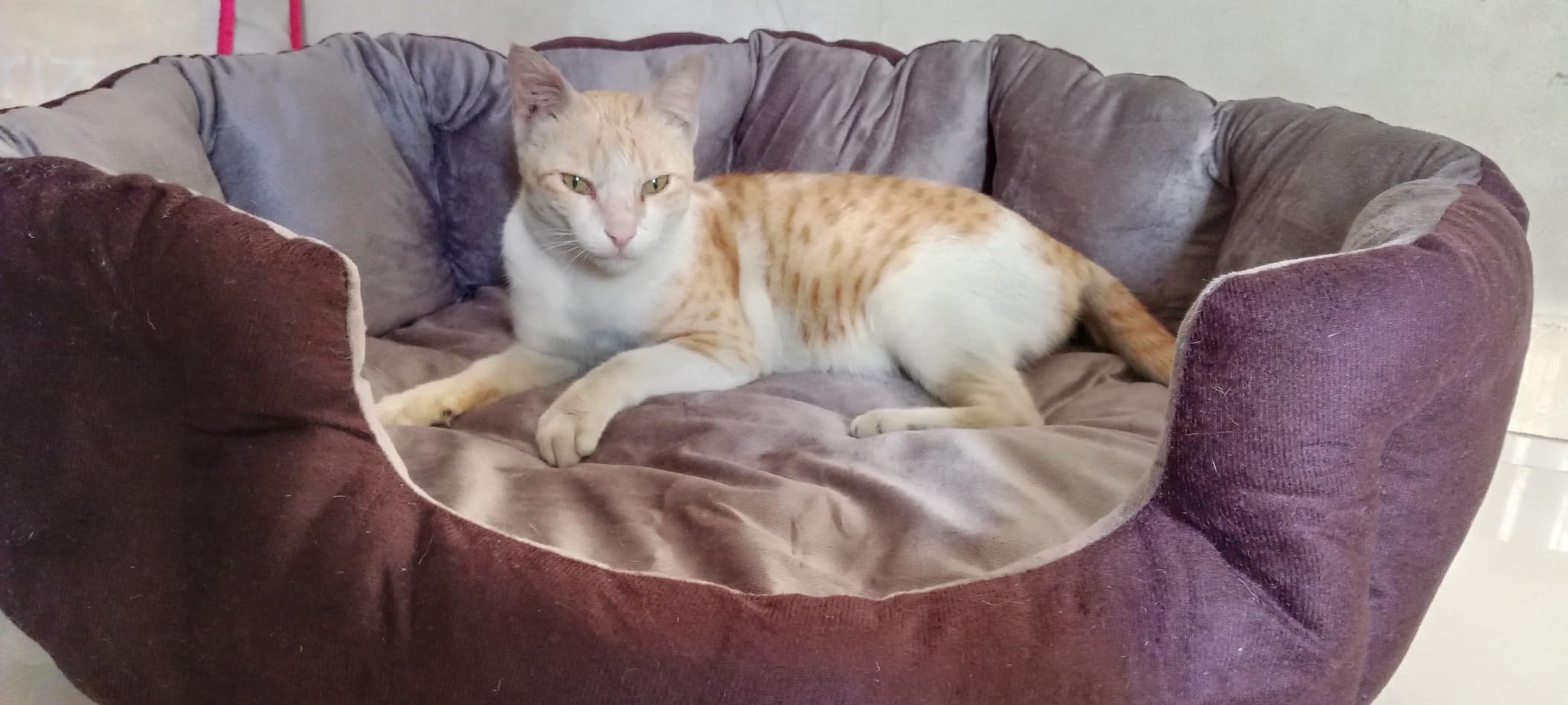 Pet Smile Super Soft Reversible Bed for Indoor Cats, Dog Bed for Puppy ...