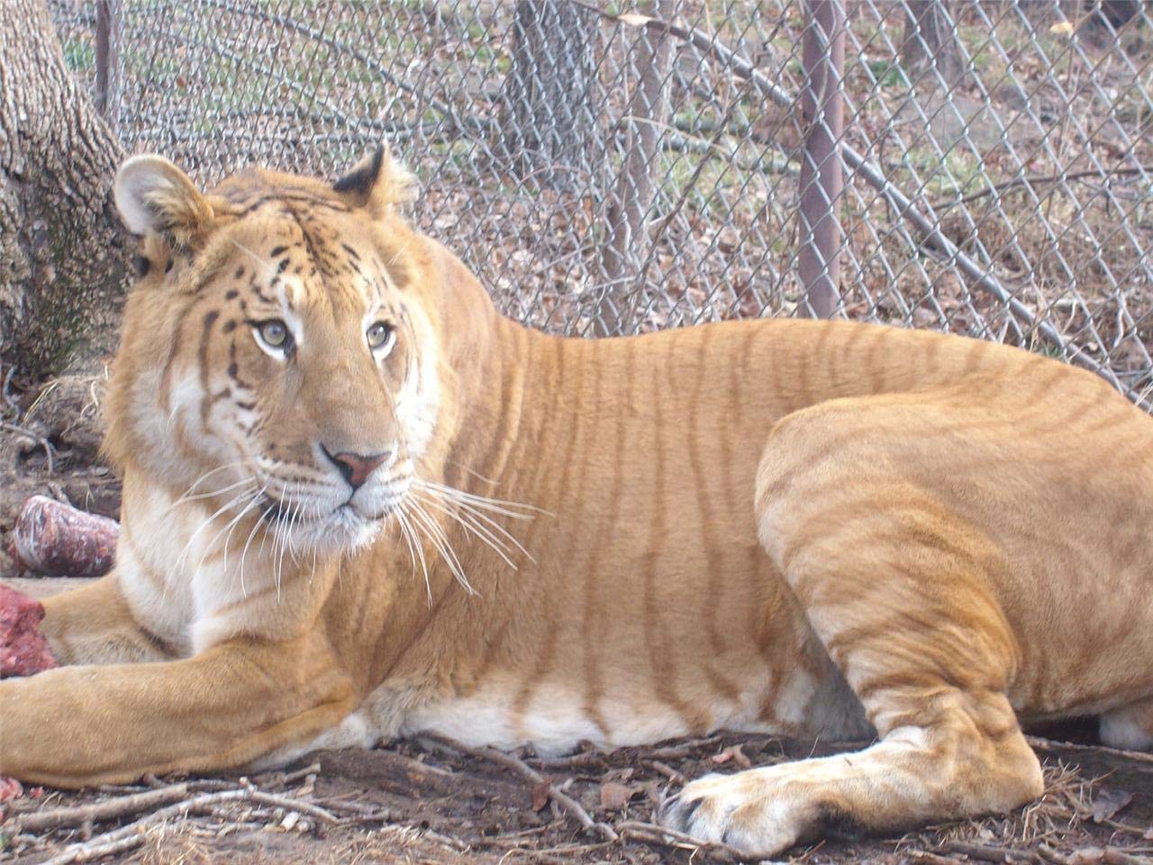 Lion And Tiger Hybrid