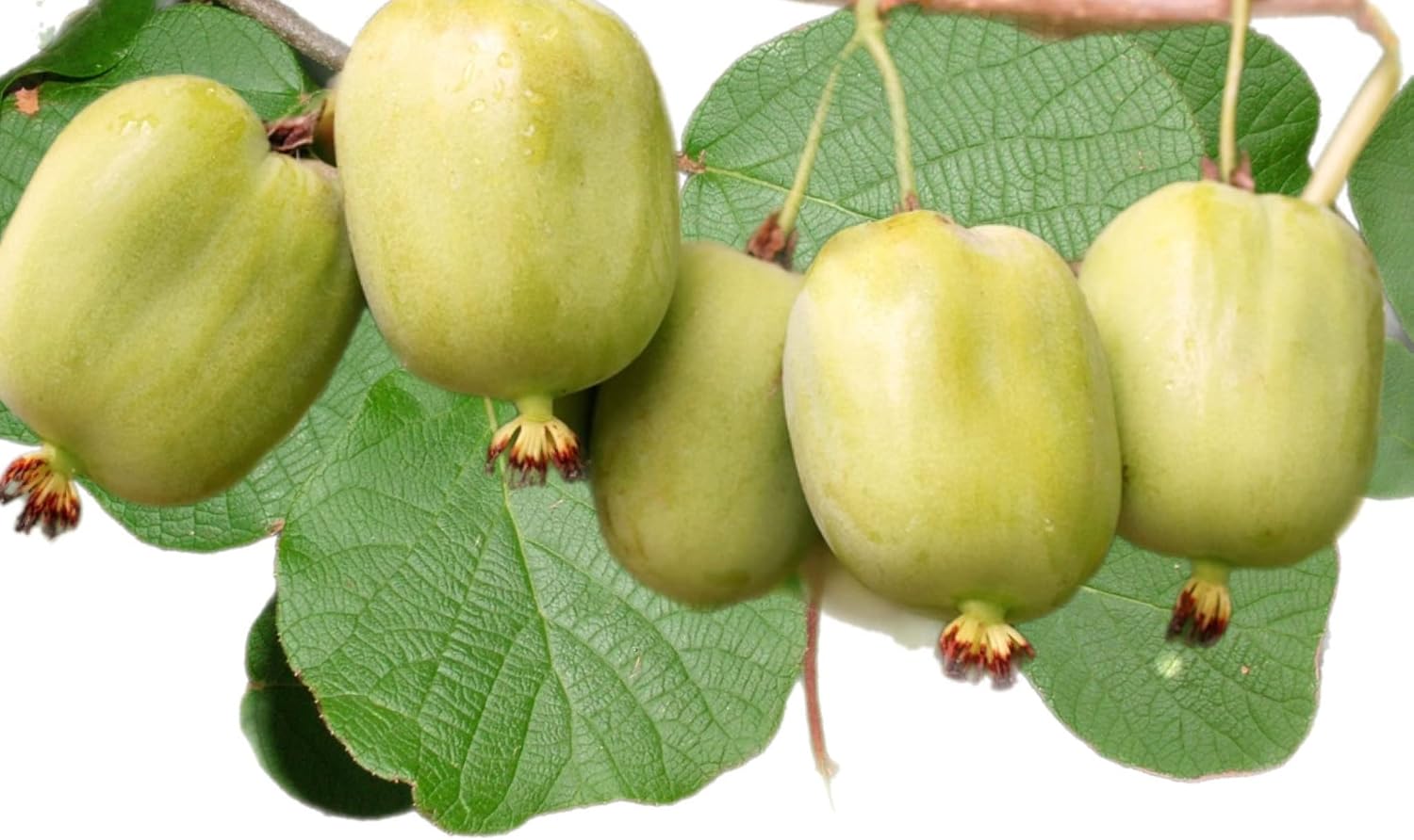 Amazon.com : Fruit Kiwi Seeds, Non GMO, 225 Seeds (Anna Hardy Kiwi ...