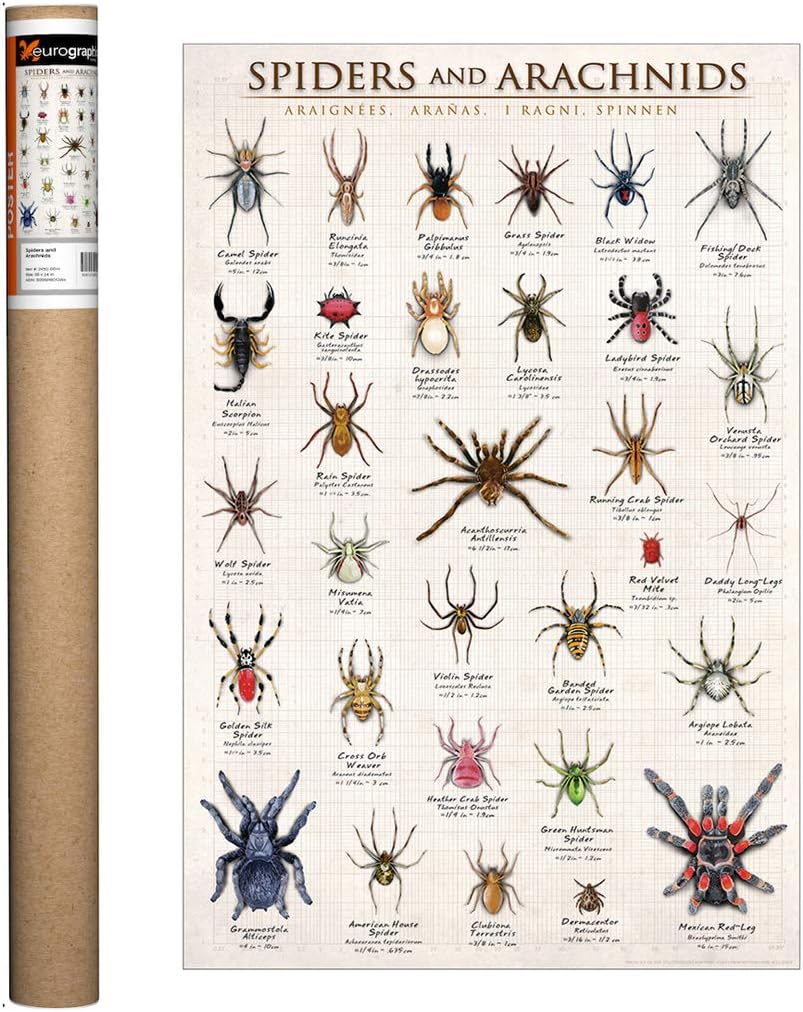 Amazon.com: 123Posters (24 x 36) Arachnida Poster - Spiders, Scorpions ...