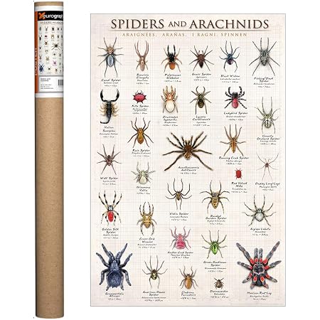 Amazon.com: Laminated Arachnida Spiders Educational Science Chart ...