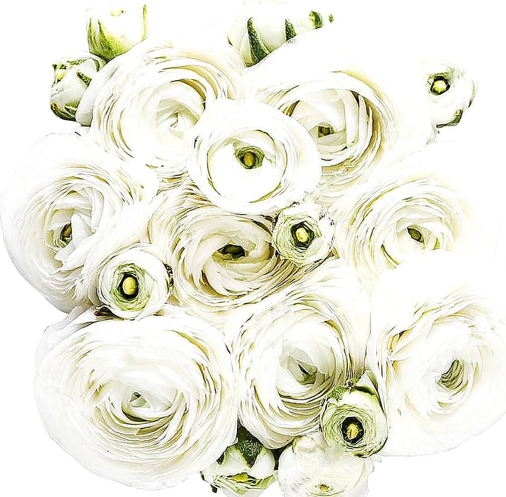 Amazon.com : White French Peony Ranunculus - 12 Largest Size Corms ...