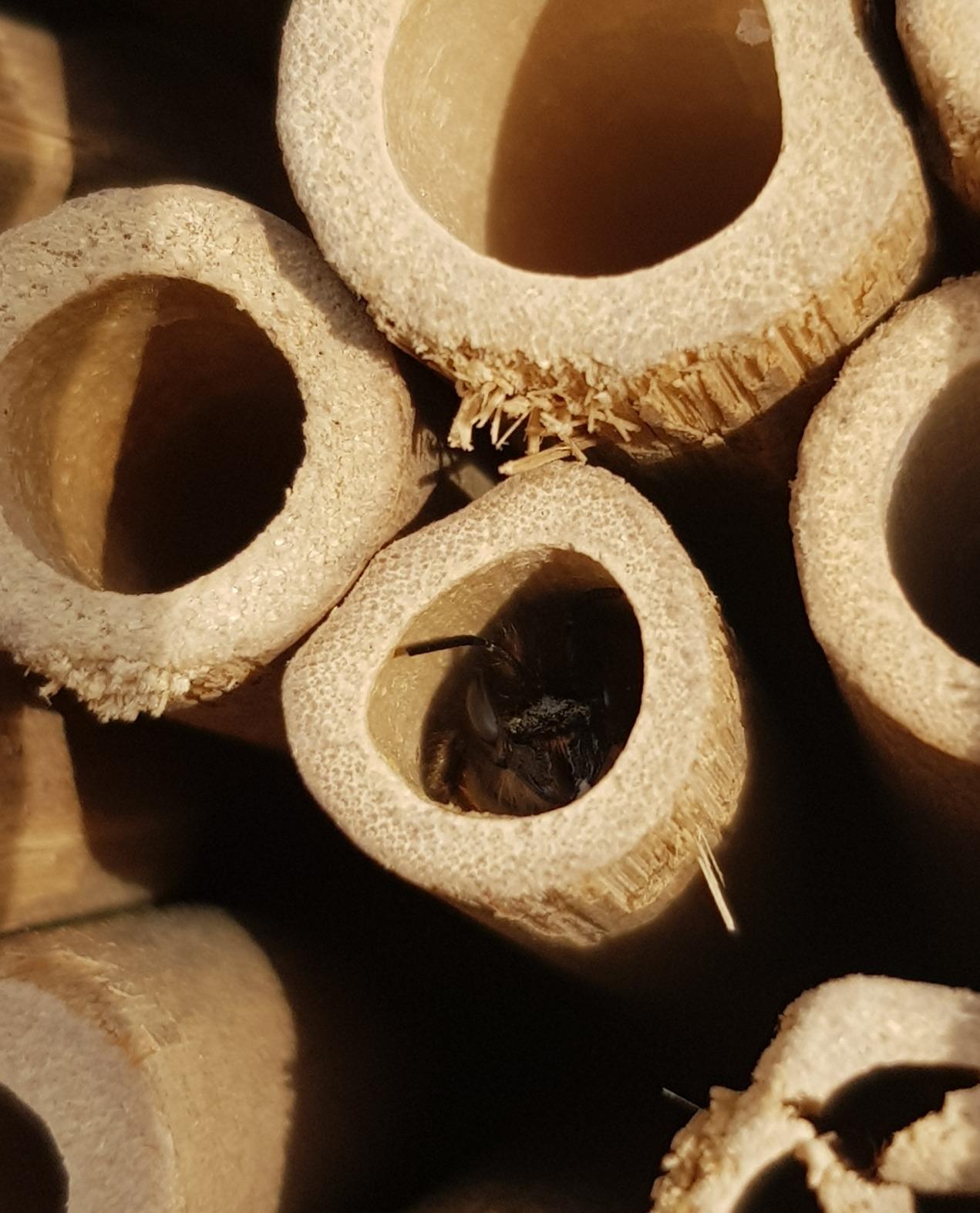 Wildlife World Pollinating Bee Log : Amazon.co.uk: Business, Industry ...