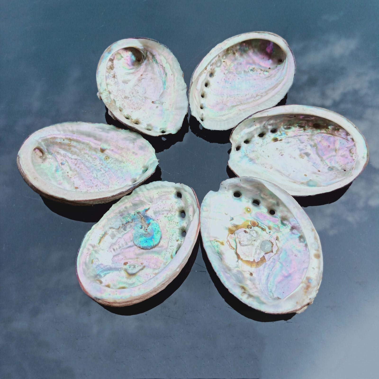 Abalone Shell Soap Dish