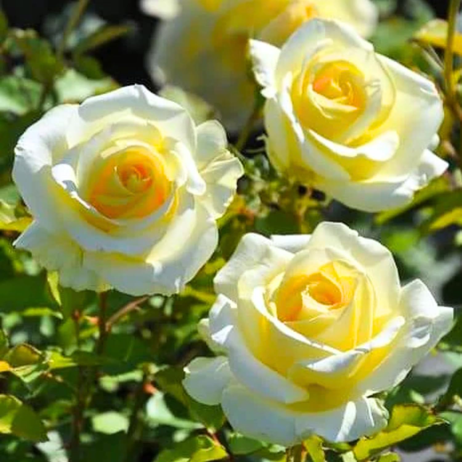 Amazon.com : Rose Bush Live Plant - Heirloom Rose Plant Live - Fragrant ...