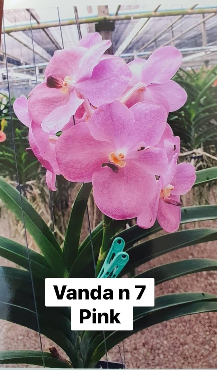 Rare Genuine Thai Hybrid Vanda Orchid Bare Root Healthy Plant - Wirat ...