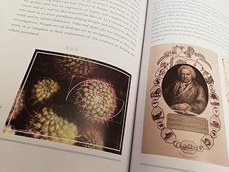 The Golden Ratio: The Divine Beauty of Mathematics : Meisner, Gary B., Araujo, Rafael: Amazon.it ...