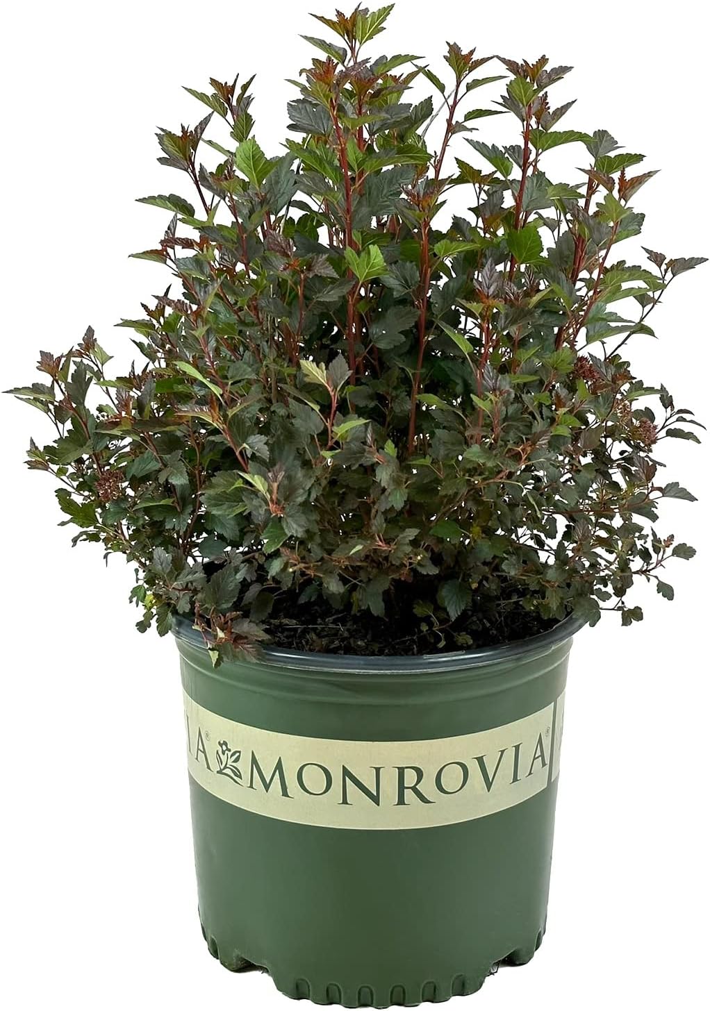 Amazon.com : Blooming & Beautiful - Little Joker Ninebark - 3 gal ...
