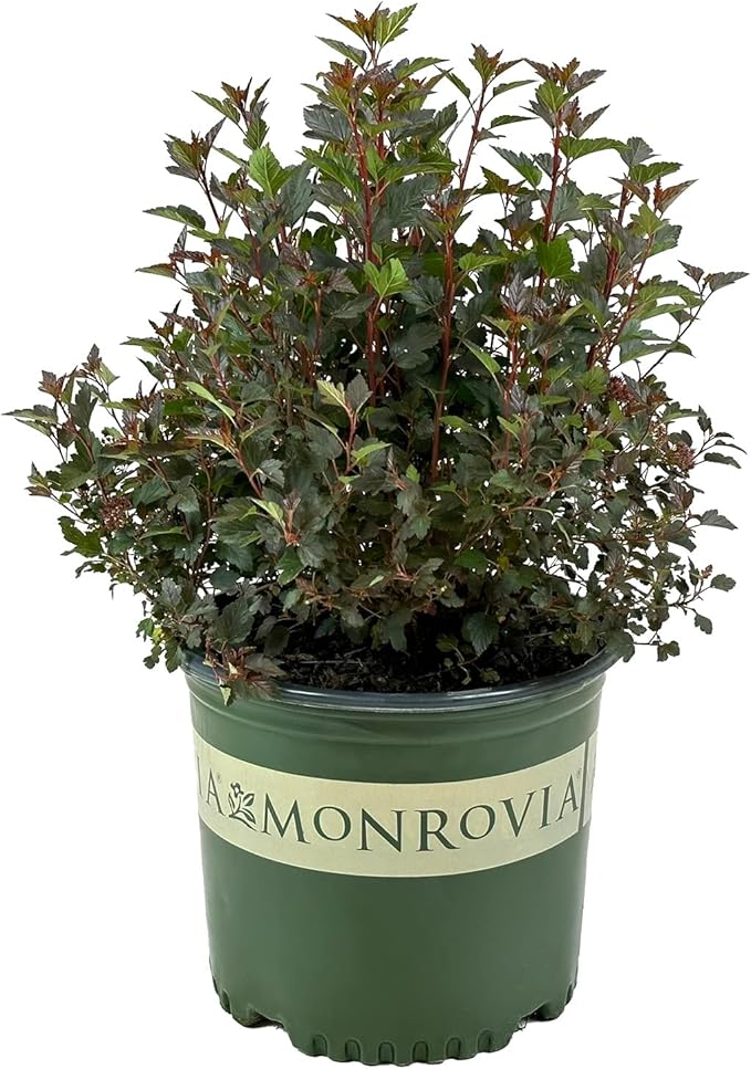 Amazon.com : Blooming & Beautiful - Little Joker Ninebark - 3 gal ...