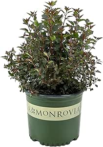 Amazon.com : Blooming & Beautiful - Little Joker Ninebark - 3 gal ...