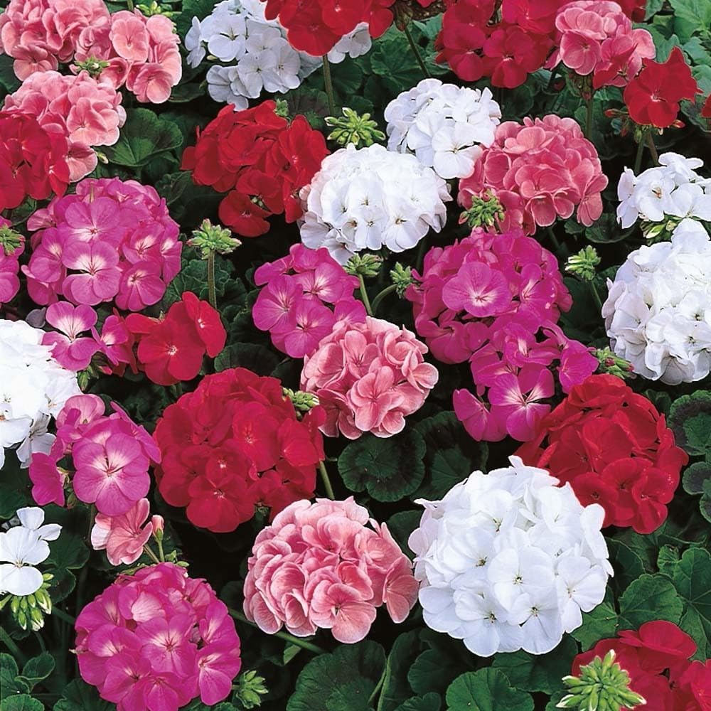Amazon.com : 20+Mixed Geranium Seeds for Planting- Perennial Bloom ...