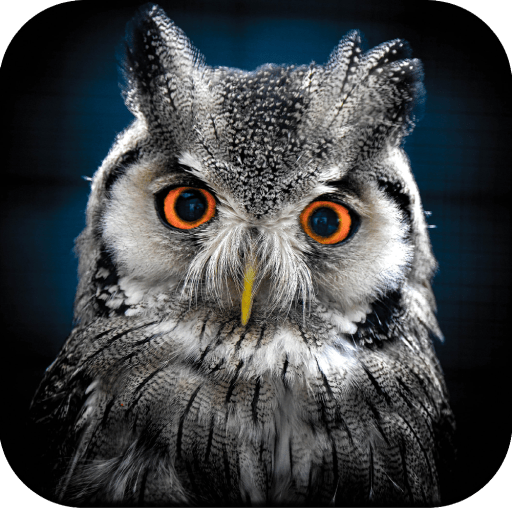 Owl Wallpapers 4K:www.amazon.com:Appstore for Android