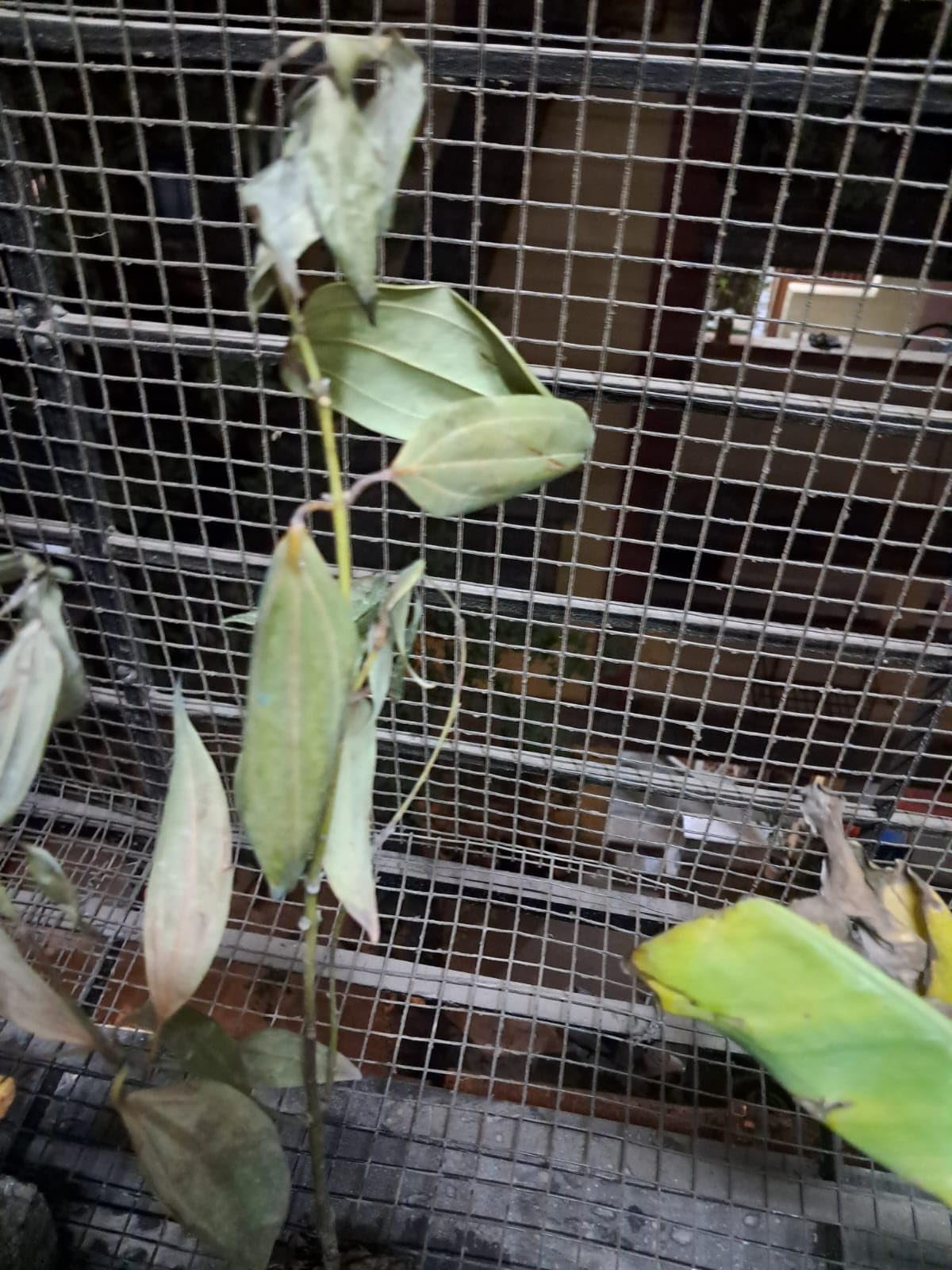 Natura GreenHouse Live Tej Patta, Tamalpatra Plant – Cinnamon Tamala ...