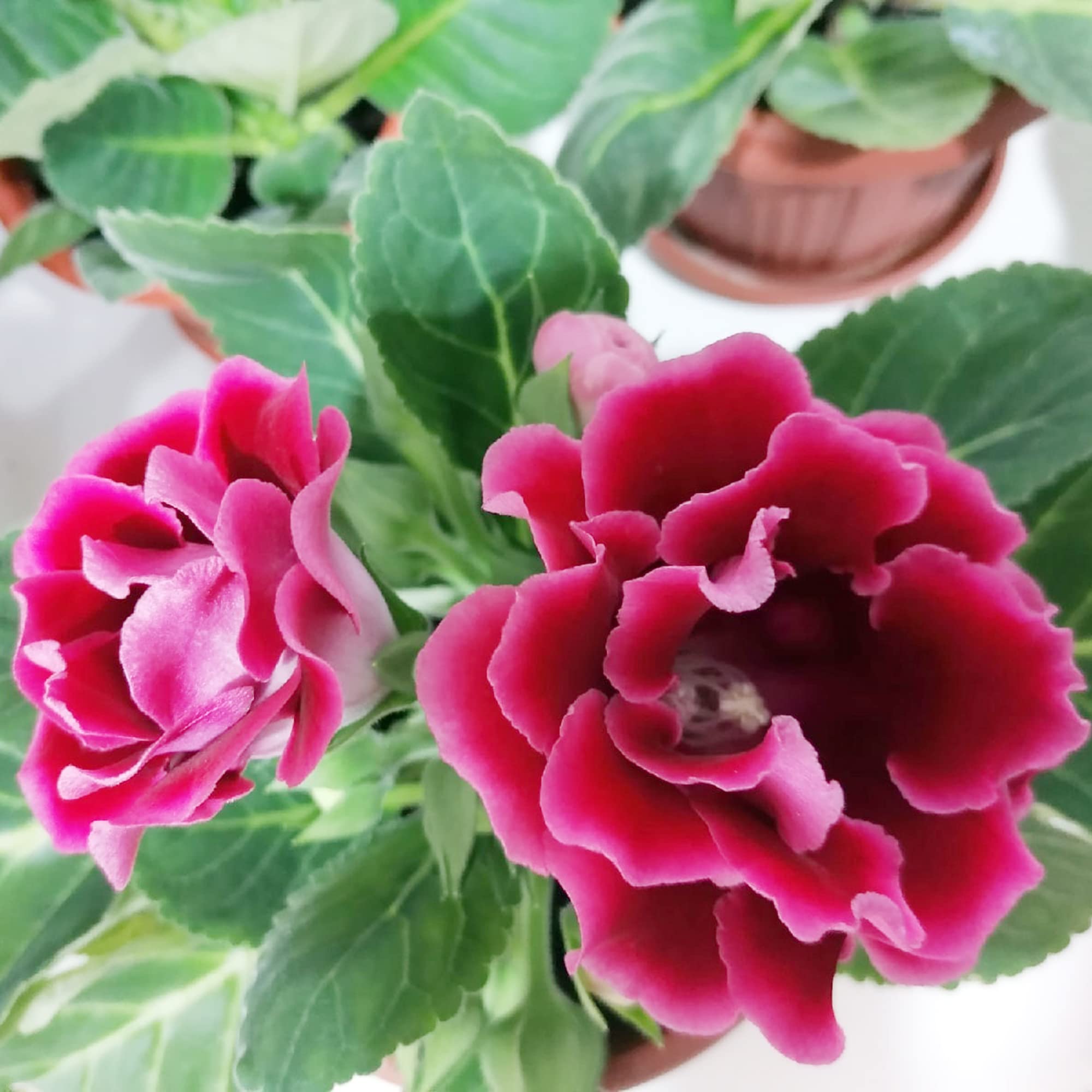 Gloxinia Types