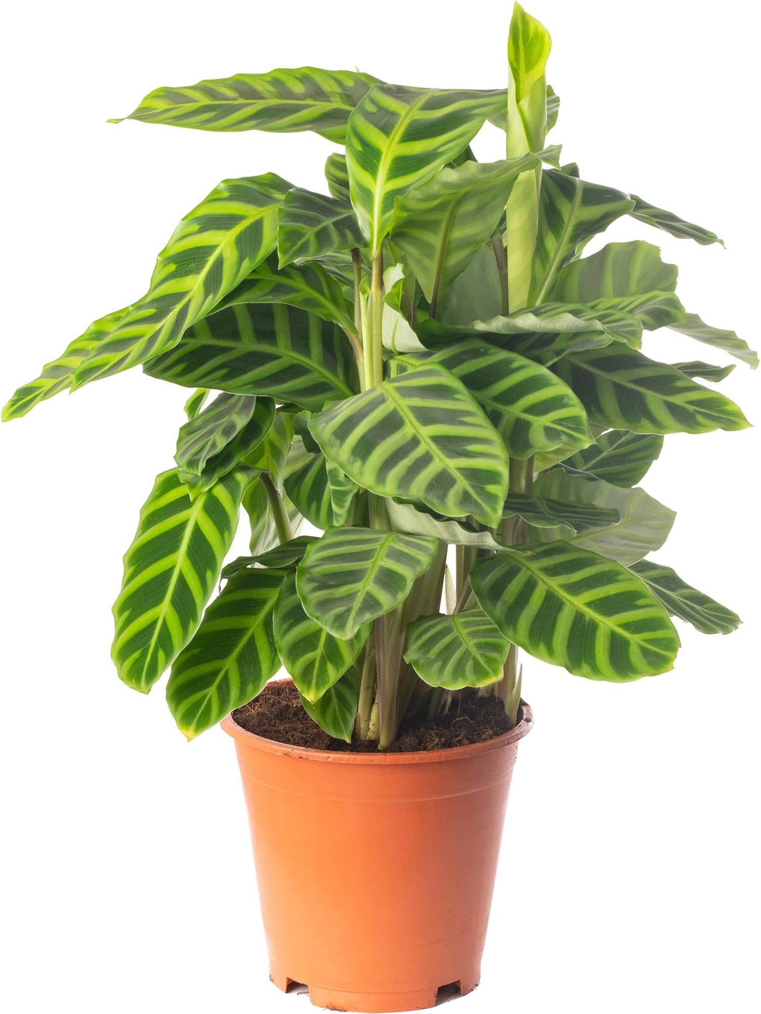 Calathea Zebrina Large Indoor House Plant Real Tropical Exotic ...