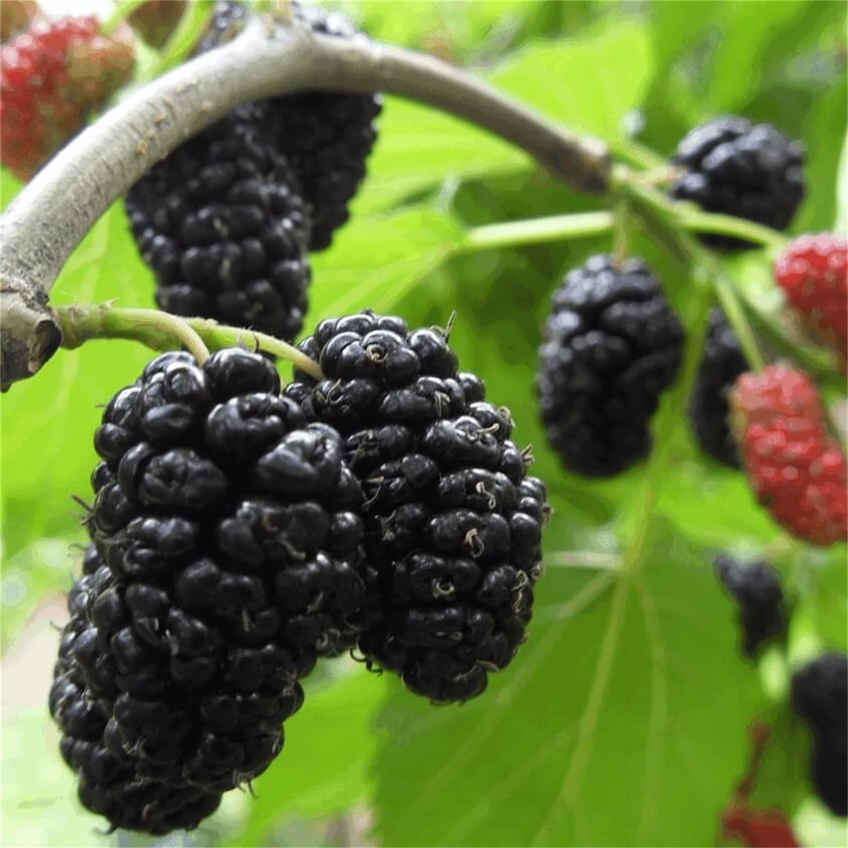 Blackberry Vs Mulberry