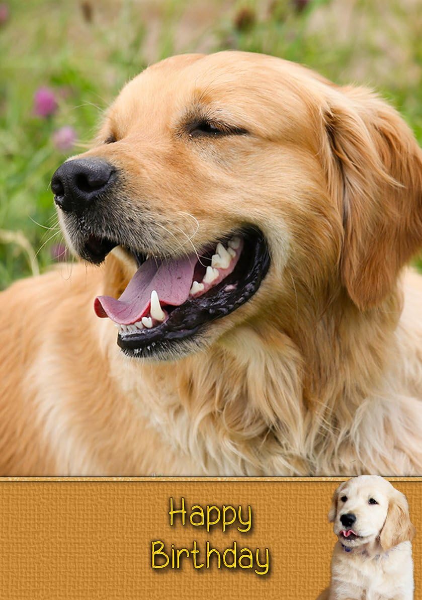 Golden Retriever Birthday Card : Amazon.co.uk: Stationery & Office Supplies