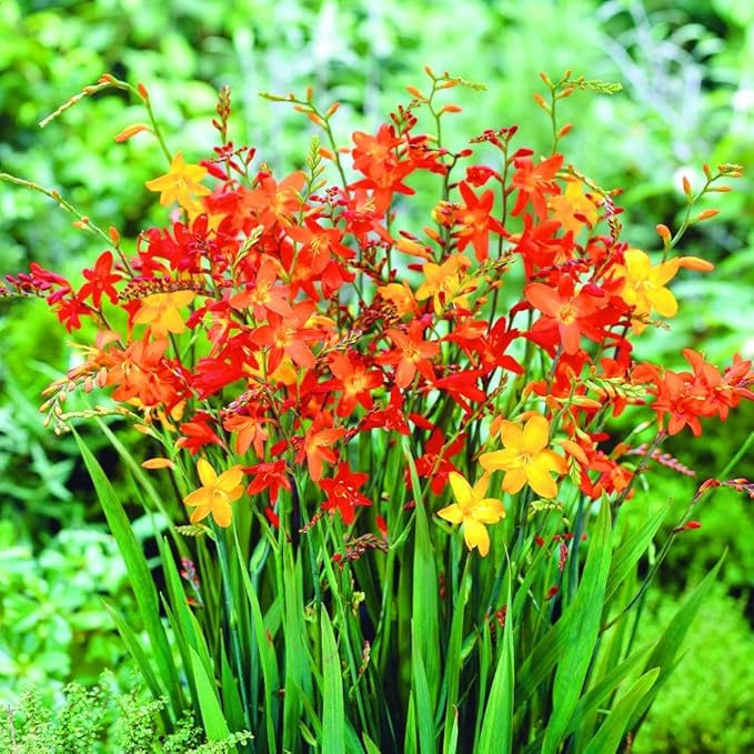 Amazon.com : Votaniki Crocosmia Mix Bulbs - Red & Yellow Blooms, Easy ...