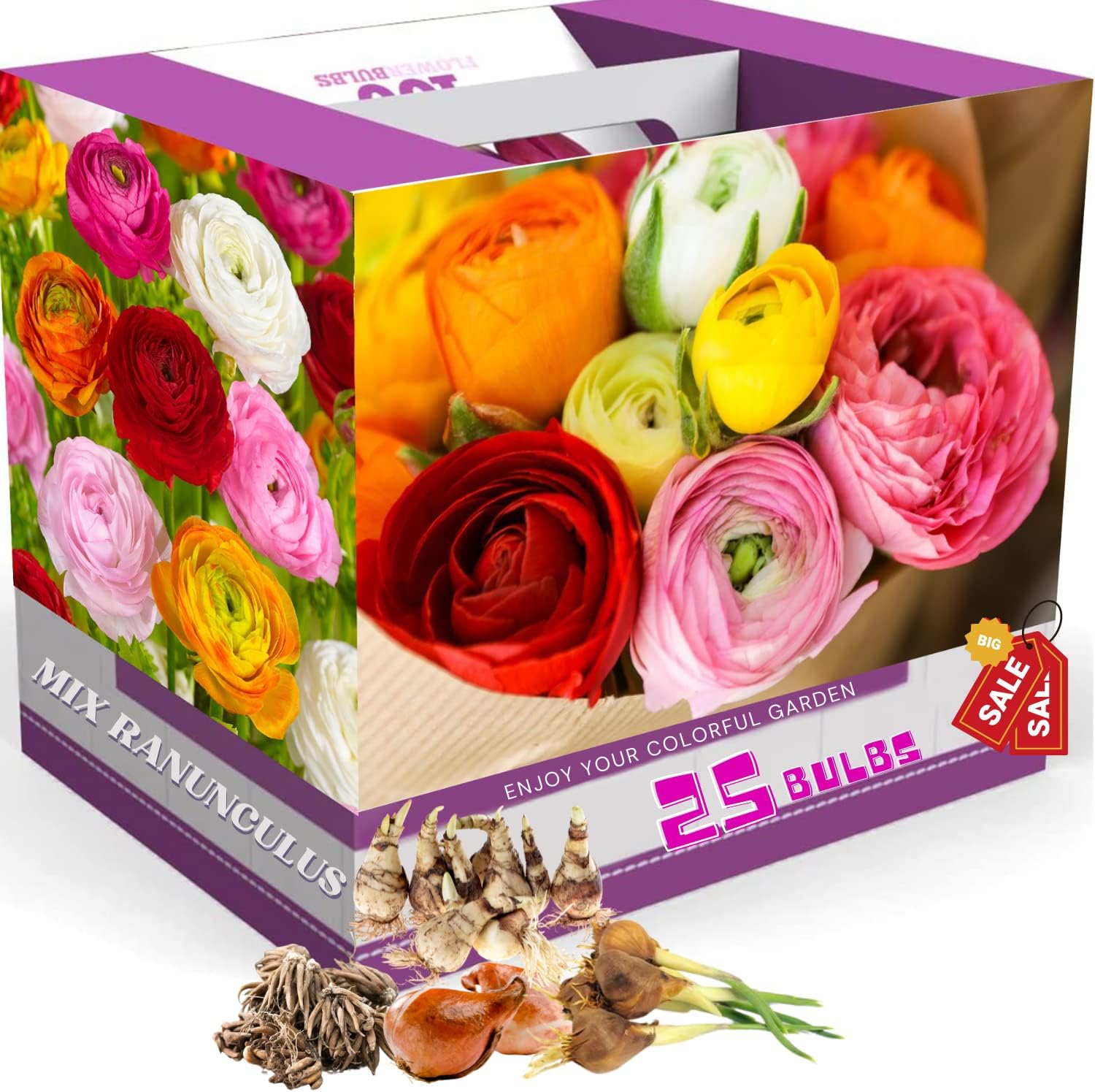 Amazon.com : 25 Mixed Ranunculus Bulbs Spring Planting - Buttercup ...