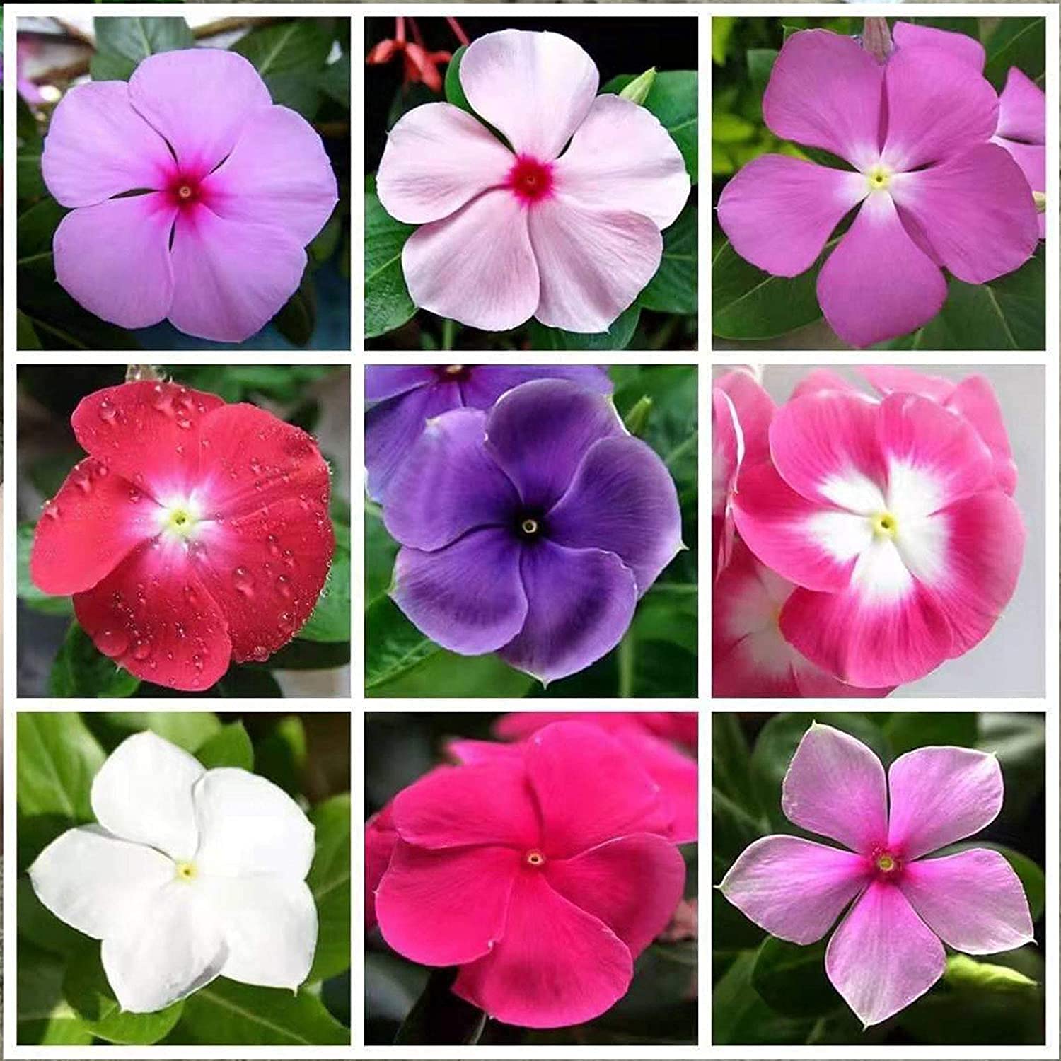 Vinca Flower Colors