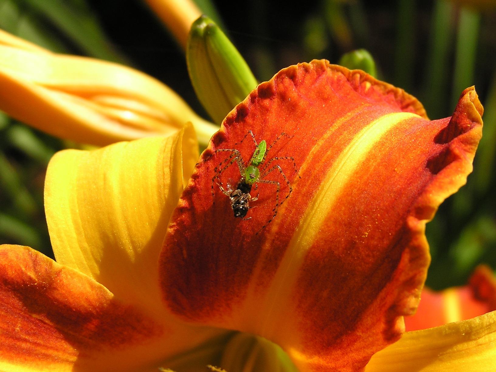 Amazon.com : OM SYSTEM OLYMPUS C-740 3MP Digital Camera with 10x ...