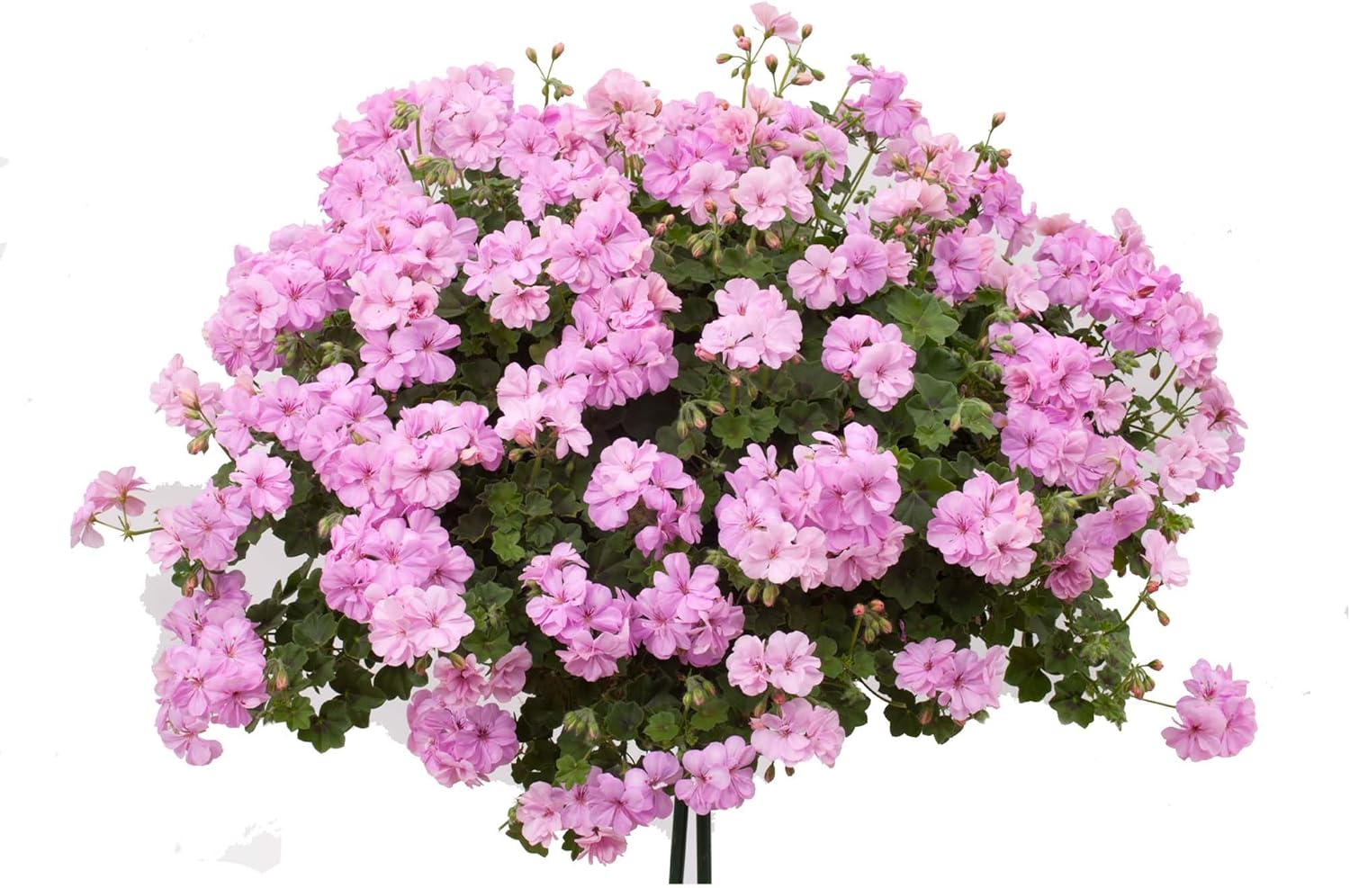 Trailing Geranium Rosy - 6 Starter Plants, Flowers All Summer All ...
