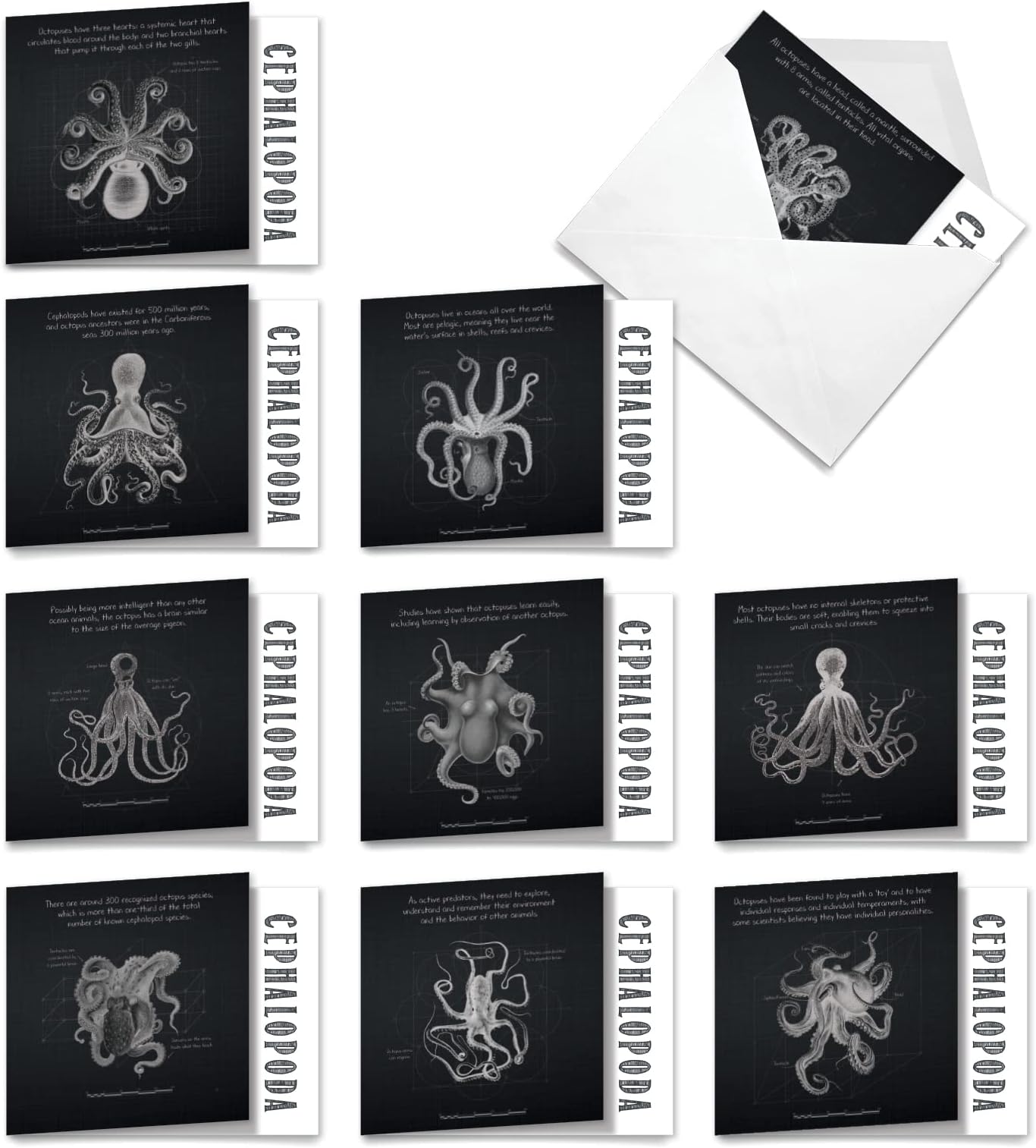 Amazon.com : The Best Card Company - 10 Blank Note Cards with Envelopes ...