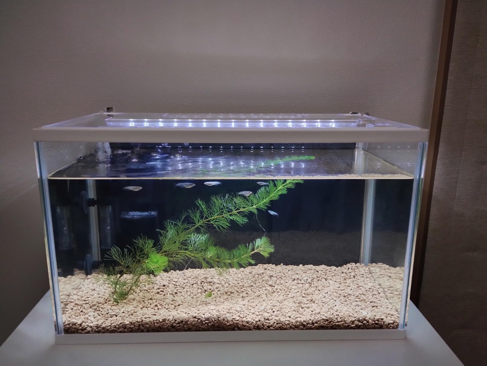 Amazon.co.jp: ジェックス GEX クリアLED フラッティ 3040 WH スリム高輝度LED 30~40cm水槽 厚さ9mm 奥行27mm ホワイト 6.5W 30~40cm ...