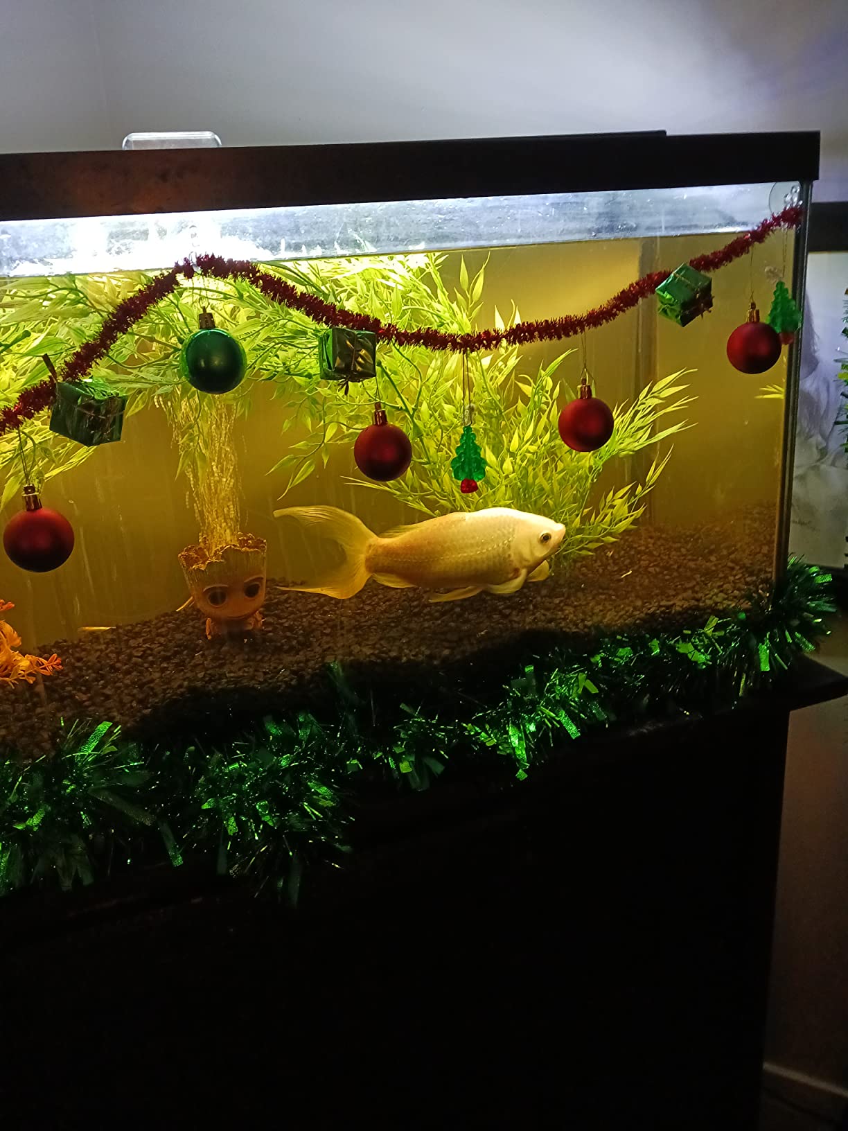 $3/mo - Finance API FIN & BODY CURE Freshwater Fish Powder Medication ...