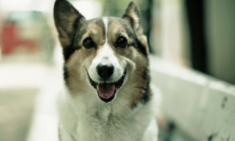 Adopt Me - App on Amazon Appstore