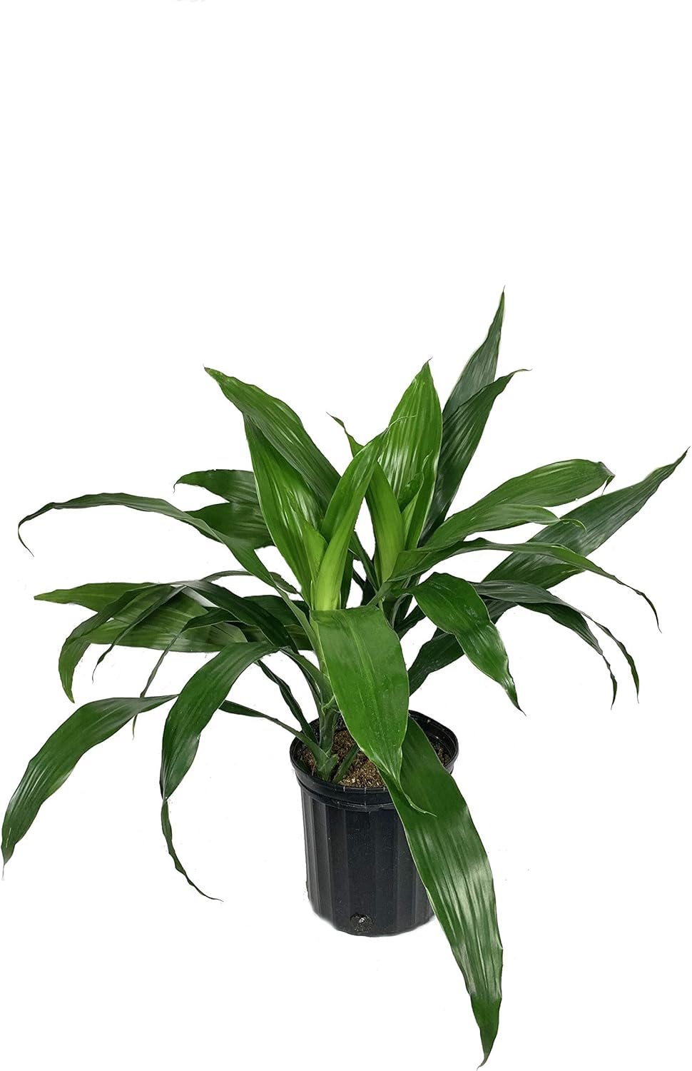 Amazon.com : Dracaena Janet Craig Bush - Live Plant in a 8 Inch Pot ...