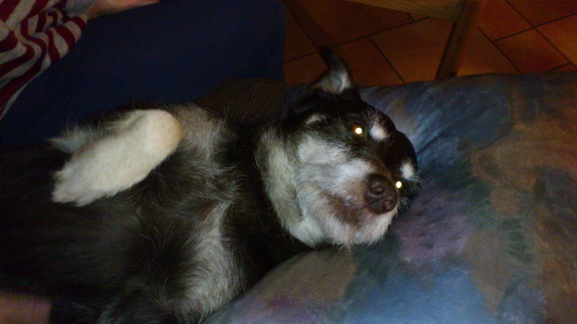 Is was, Dog?: Mein Leben mit Hund und Haaren : Hayali, Dunja, Senft ...