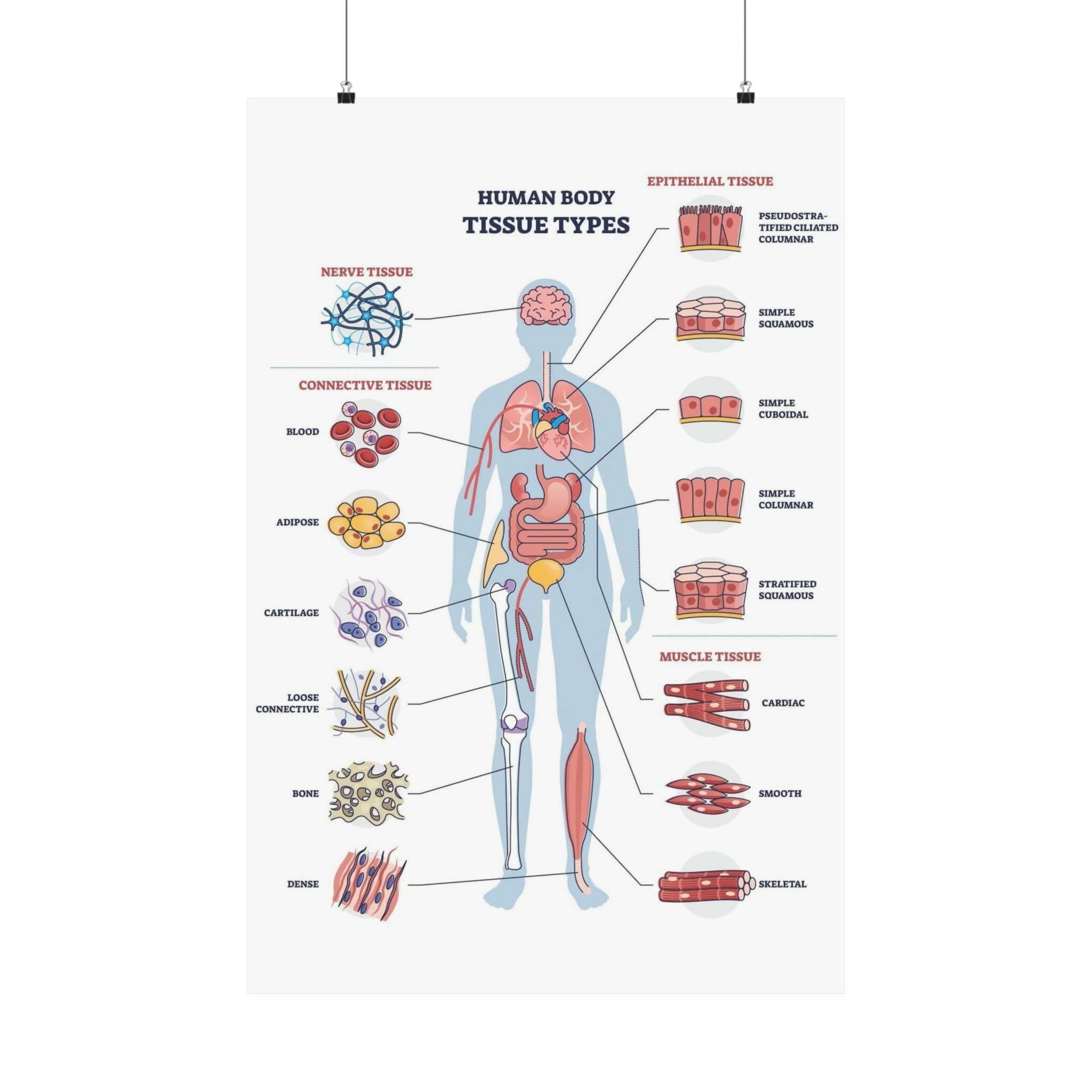 Epithelial Tissues Of The Human Body