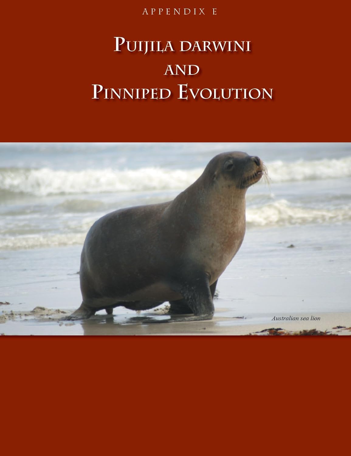 Puijila darwini and Pinniped Evolution (Evolution: The Grand Experiment ...