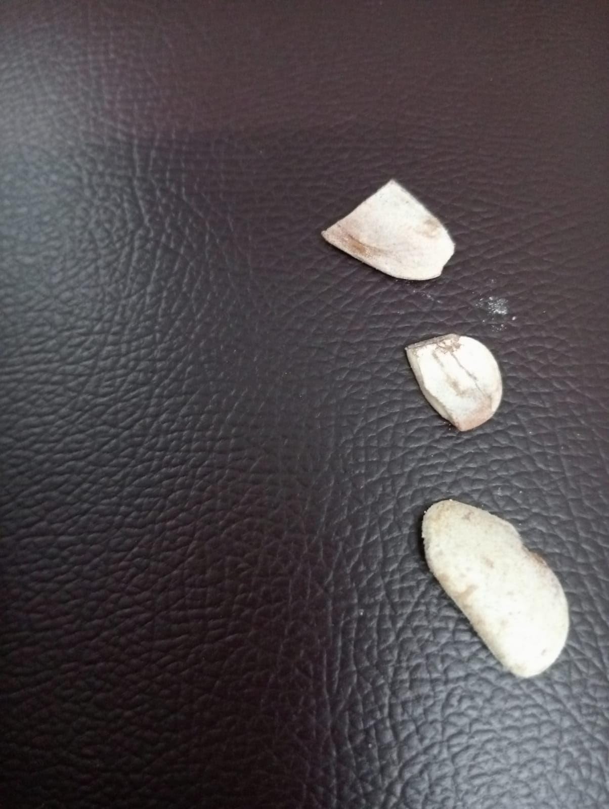 Buy Sugar Badam - Kadwa - SKY SUGAR FRUIT NATURAL WAY TO CONTROL ...