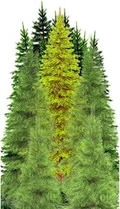 Amazon.com: SP12622 Tree Group Forest 80 inch Cardboard Cutout Standee ...
