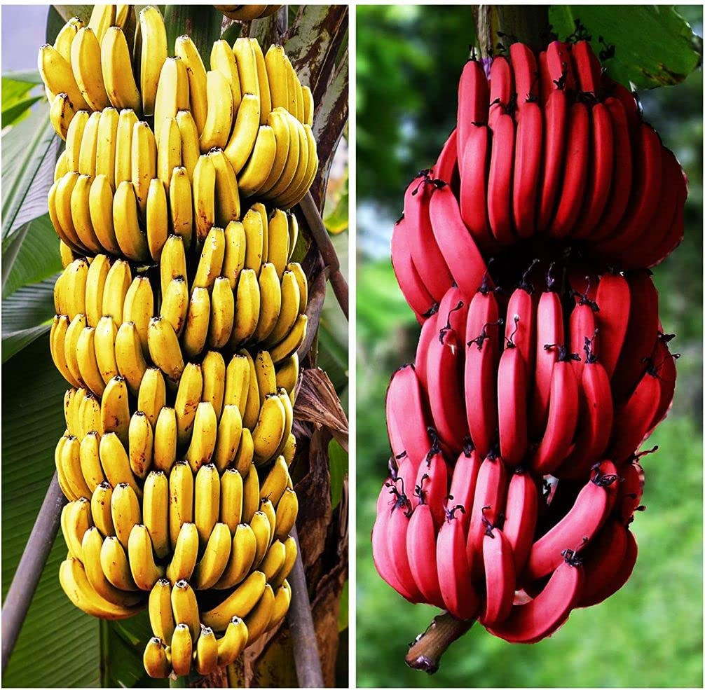 Red Bananas Vs Yellow