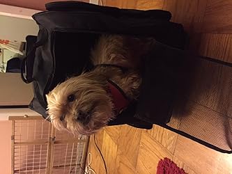 Amazon.com : Paws & Pals Rolling Backpack Travel Pet Carrier for Cats ...