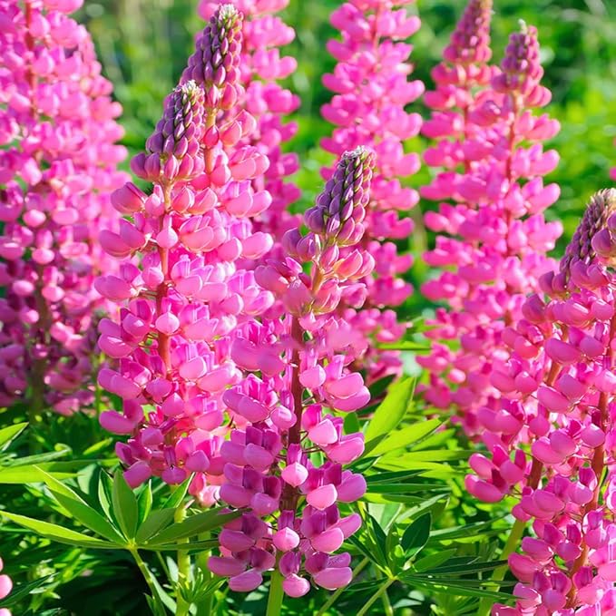 500 Seeds Rosa Lupinensamen Blumensamen Lupinen Samen Wildblumensamen ...