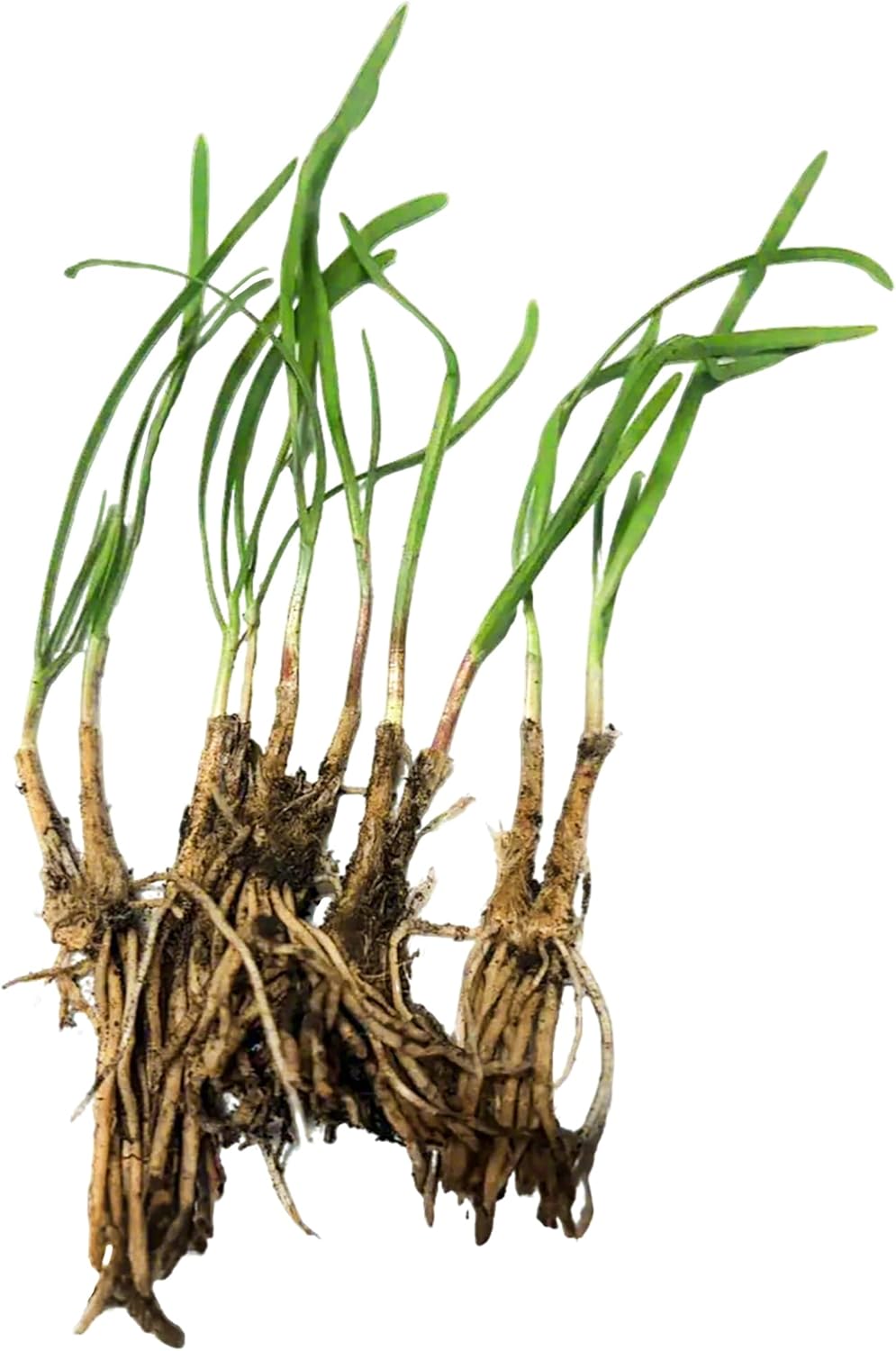 Amazon.com : 10 Plants: Organics Garlic Chives Live Plant Bare Roots ...