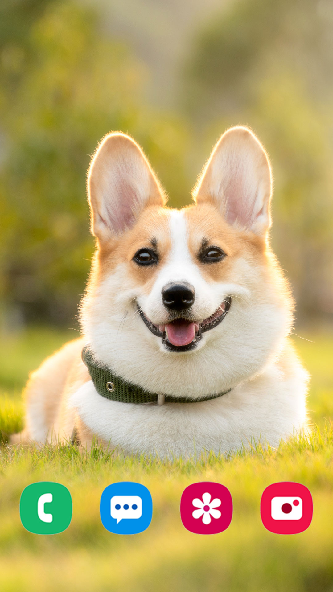 Dog Wallpapers - App on Amazon Appstore