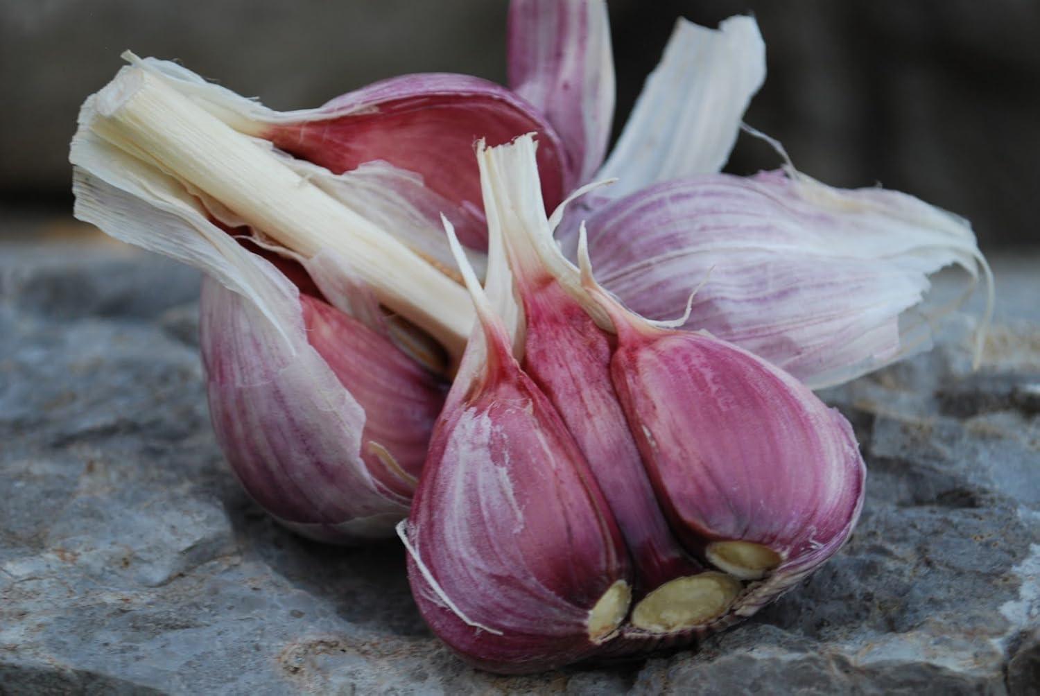 Amazon.com : Chesnok Red Garlic, 2 Nice Bulbs. Great for Fall Planting ...