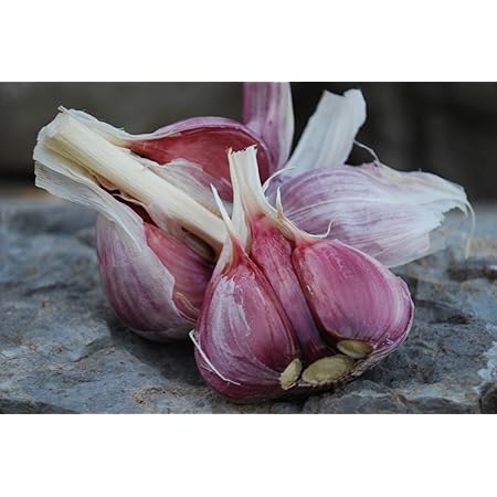 Amazon.com : Gourmet Chesnok Red Garlic Bulbs Hard Neck - 4 Bulbs ...