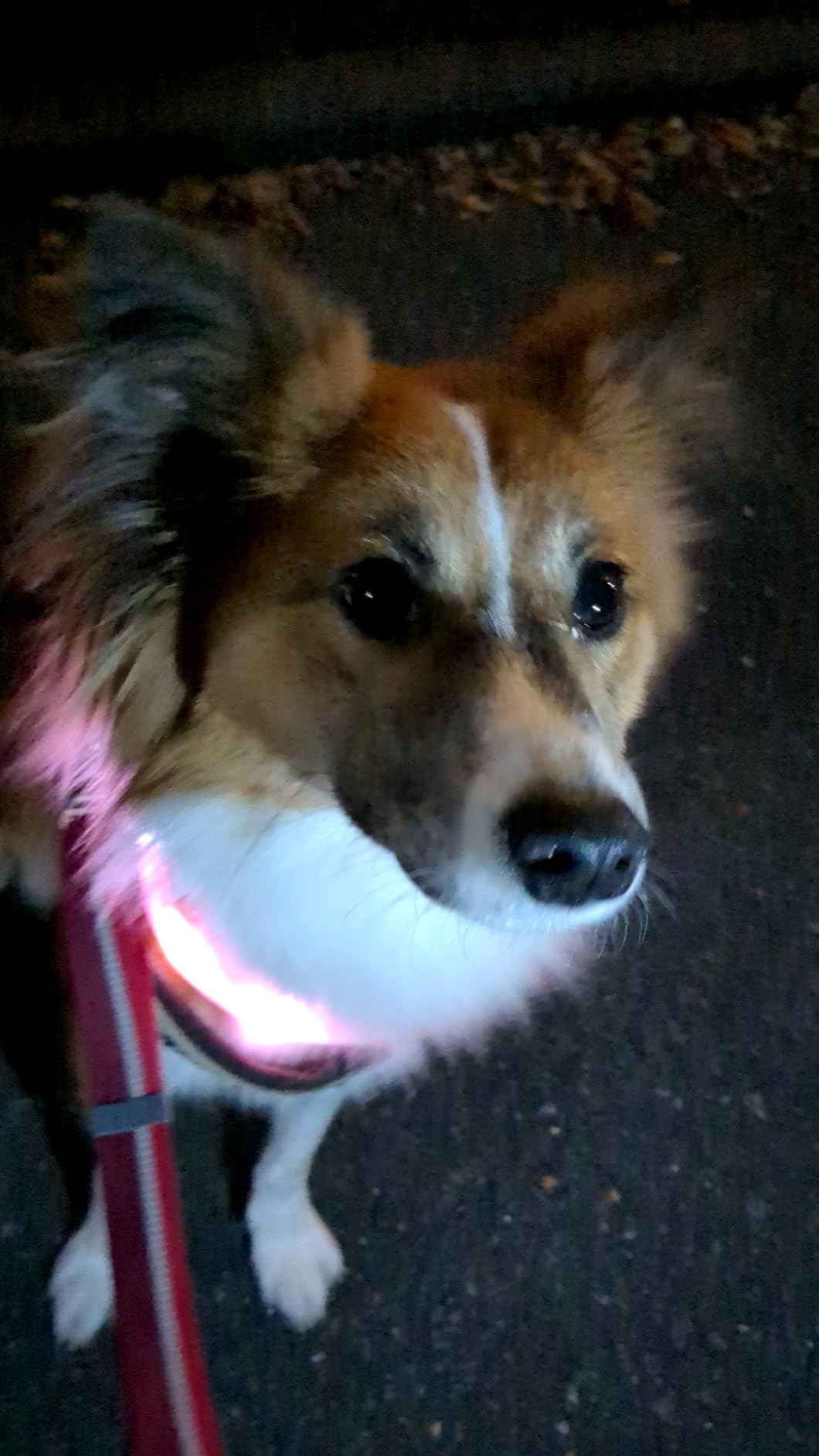 Amazon.co.jp: LaRoo LED Dog and Cat Collar, Glowing USB Rechargeable ...