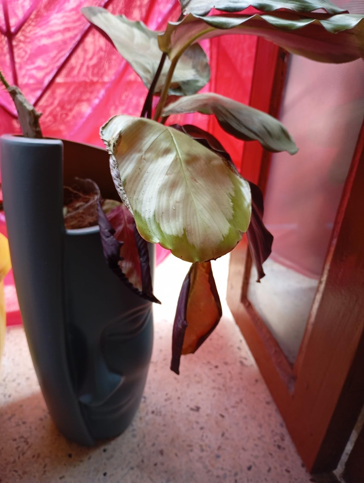 CAPPL Rare Calathea Roseopicta Rosy Foliage Indoor Plant For Living ...