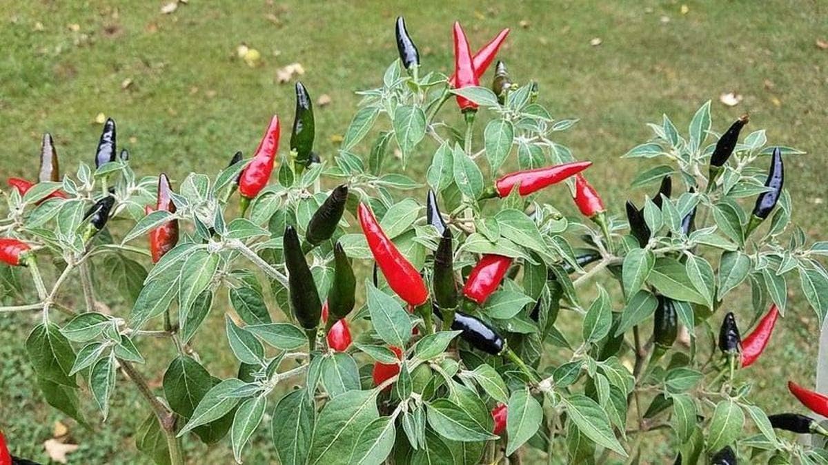 Amazon.com : Goat's Weed Hot Pepper Seeds - A Variety from Venezuela ...