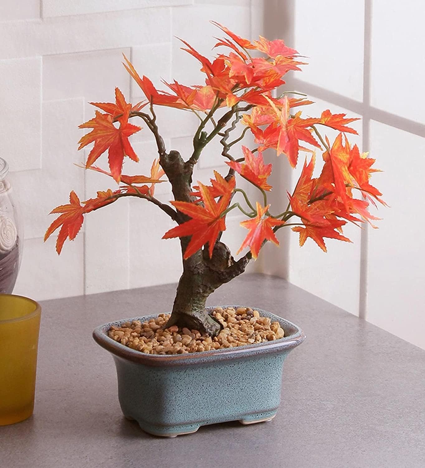 Amazon.com : Japanese Red Maple Bonsai Tree Seeds | 30+ Seeds | Highly ...
