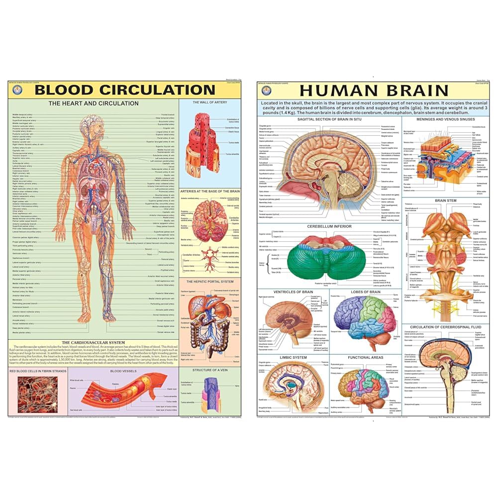 Hp03s Teachingnest Blood Circulation Chart 70x100 Cm English Human ...