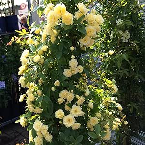Amazon.com : Lady Banks Rose Climbing, Yellow Rose Climbing Rose, 3 ...