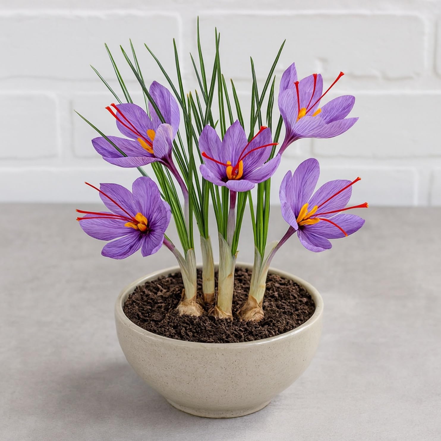 Amazon.com : Pre-Chilled Saffron Crocus Bulbs – Set of 4 Bulbs | Ready ...